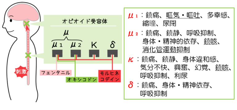 医療用麻薬で依存症になる可能性もある？緩和医療でケミカルコーピングが話題になっています！ しぽさんぽ